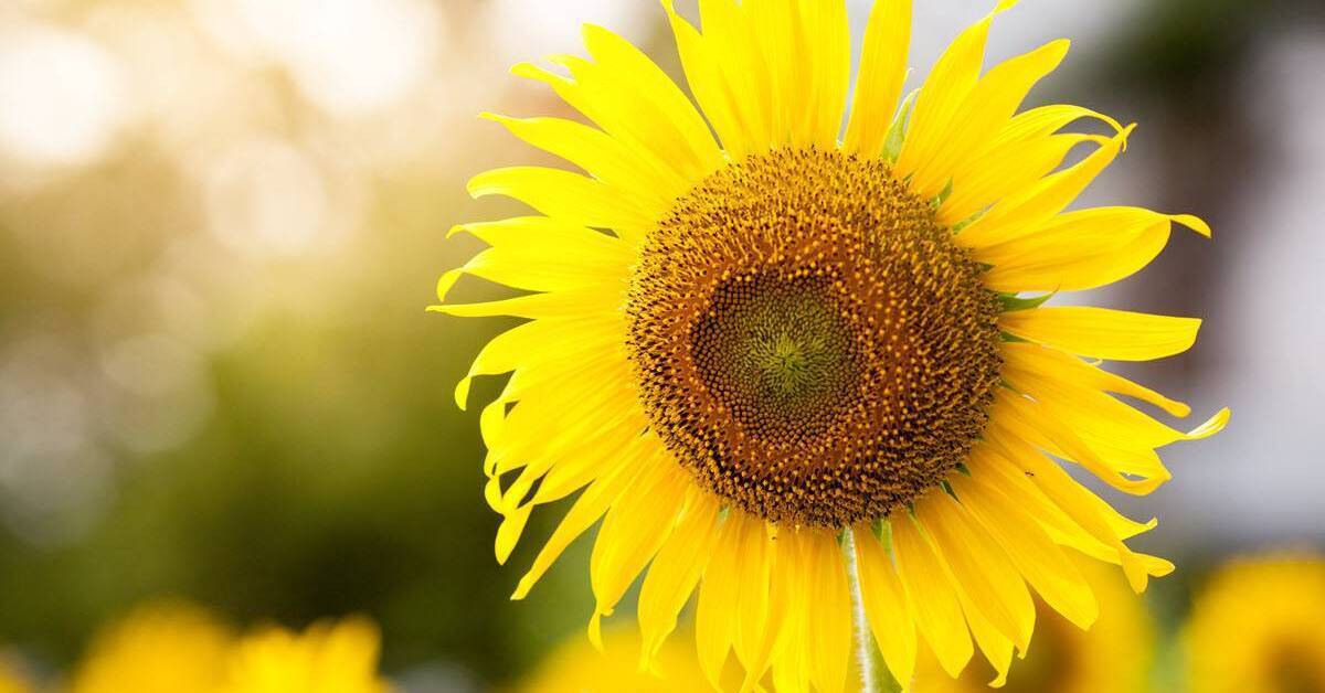 Grief and Loss Support Groups (In-Person) - Scripps Health - 10/27/2026