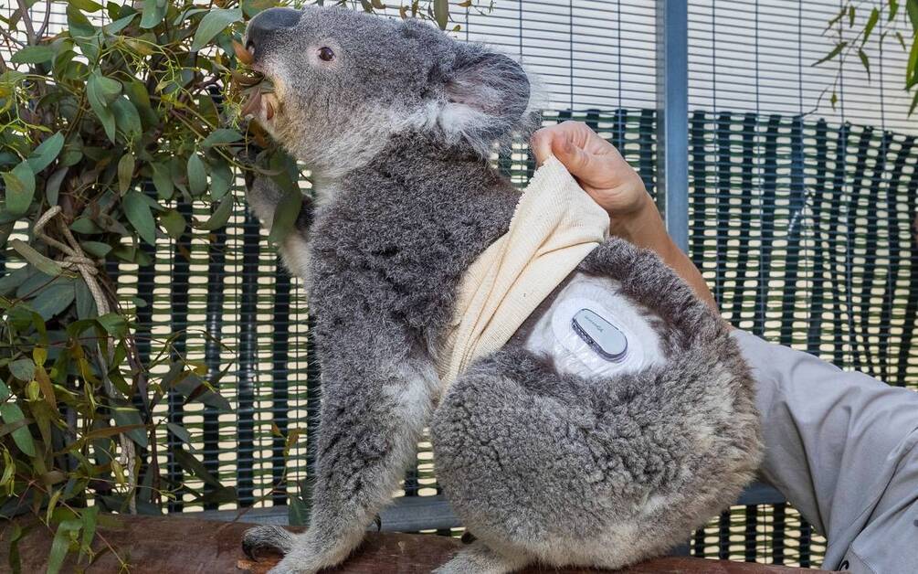 Koala with Diabetes Aided by High-Tech Medical Device - Scripps Health