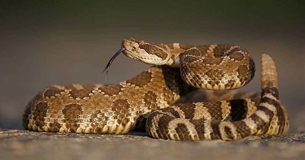 What To Do and Not Do In a Snakebite Emergency - Scripps Health